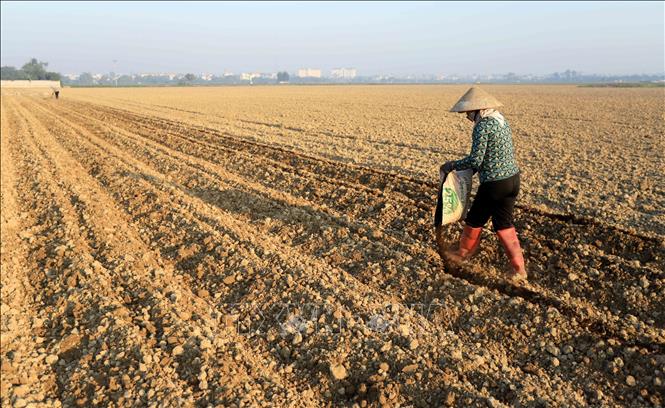 Tích tụ ruộng đất: Hồi sinh những cánh đồng hoang | Nhà Nông Xanh